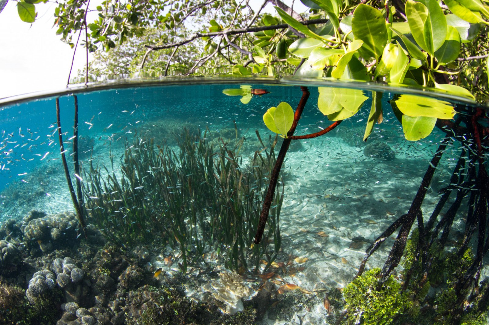 Superfreezers - Oddisea SuperFrozen